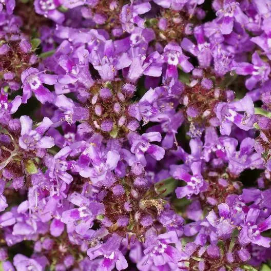 Perennial Red Creeping Thyme lawn Ground cover Seeds/ Elfin Thyme 300 ...